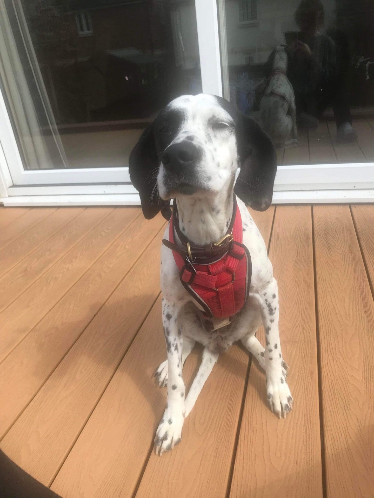 Willow | Pointer Rescue Service