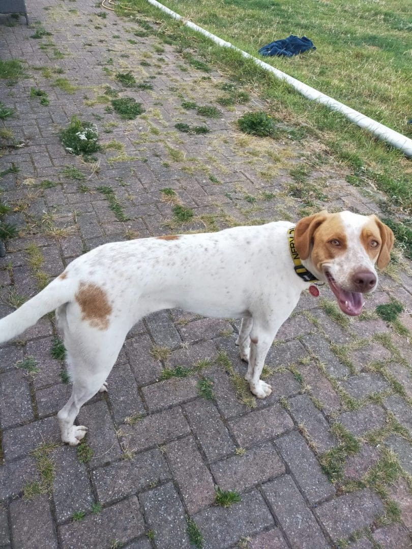 Maddie | Pointer Rescue Service