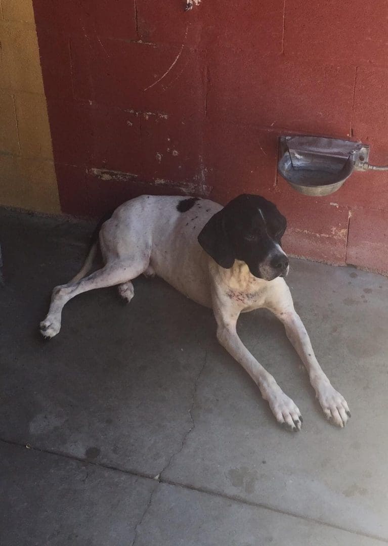 Bertie | Pointer Rescue Service