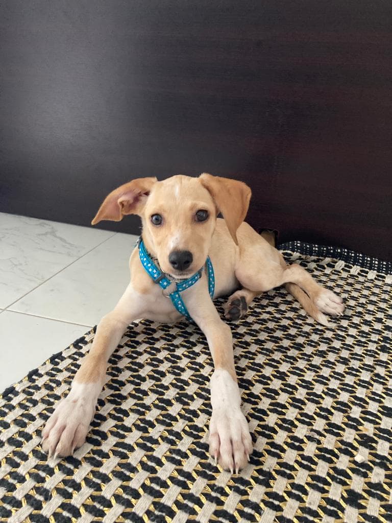 Olive | Pointer Rescue Service