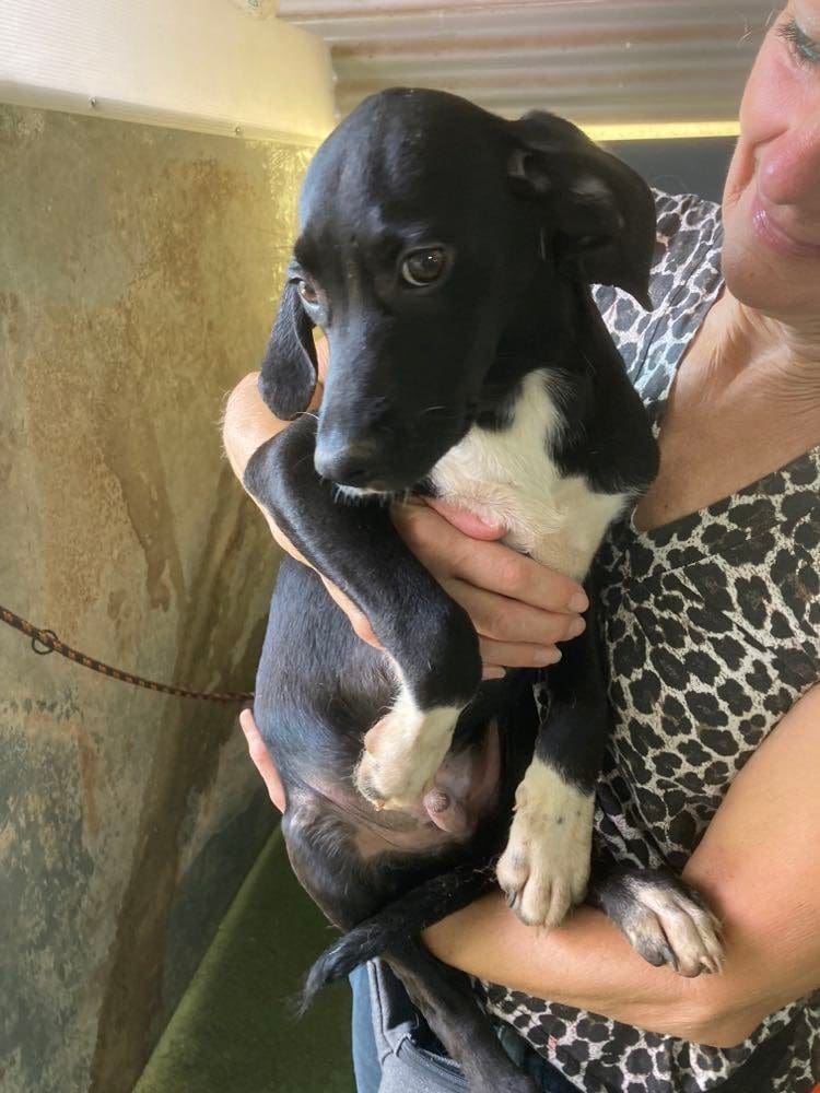 Murphy | Pointer Rescue Service