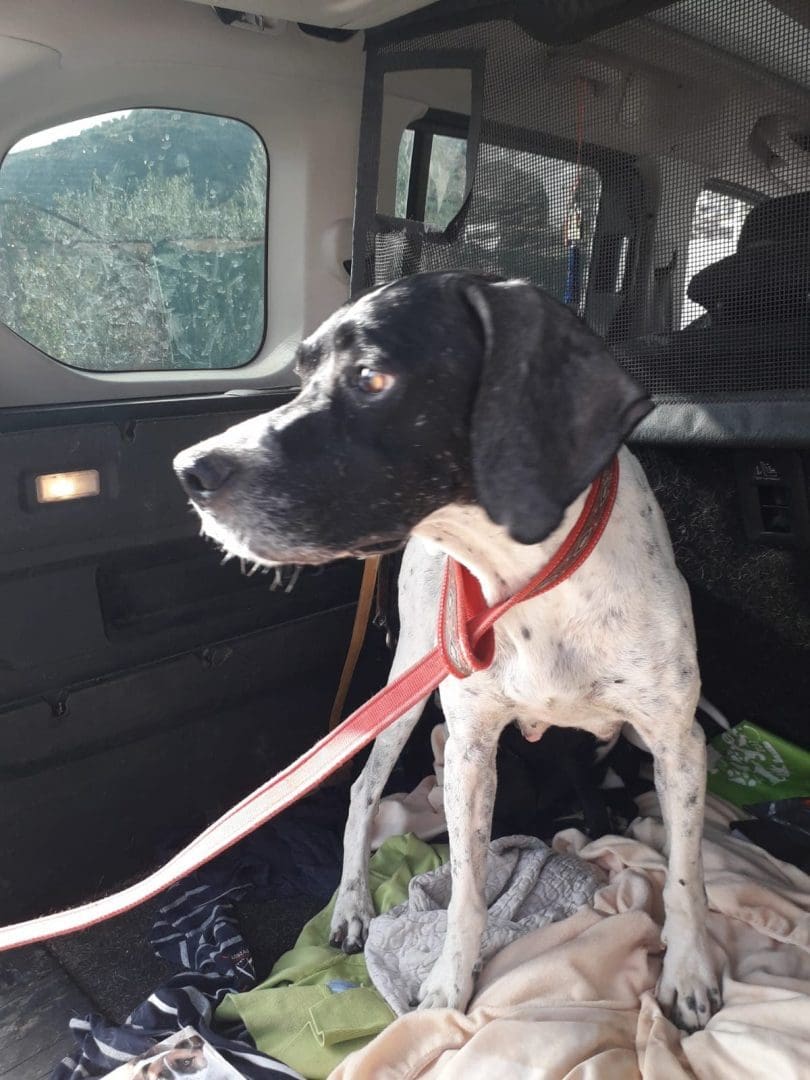 Leire | Pointer Rescue Service