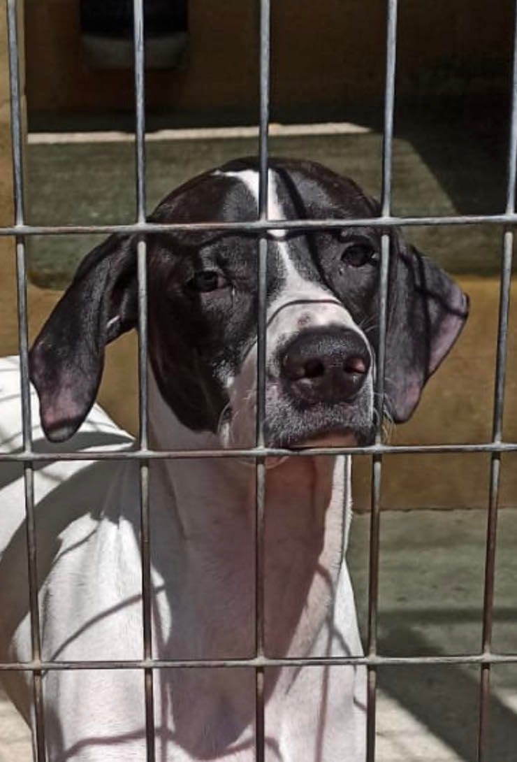 Joe | Pointer Rescue Service