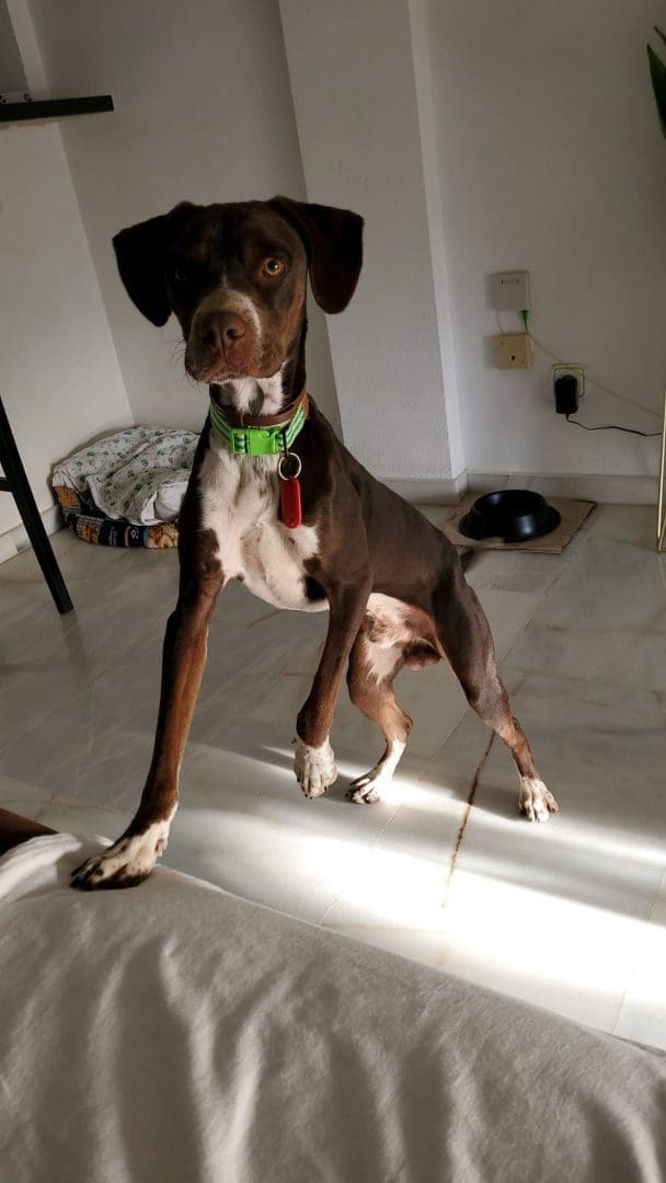 Filo | Pointer Rescue Service