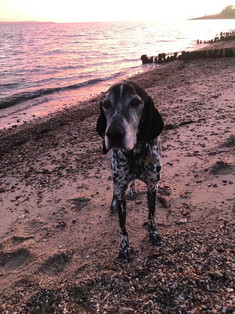 Edward | Pointer Rescue Service