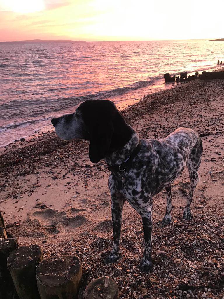 Edward | Pointer Rescue Service