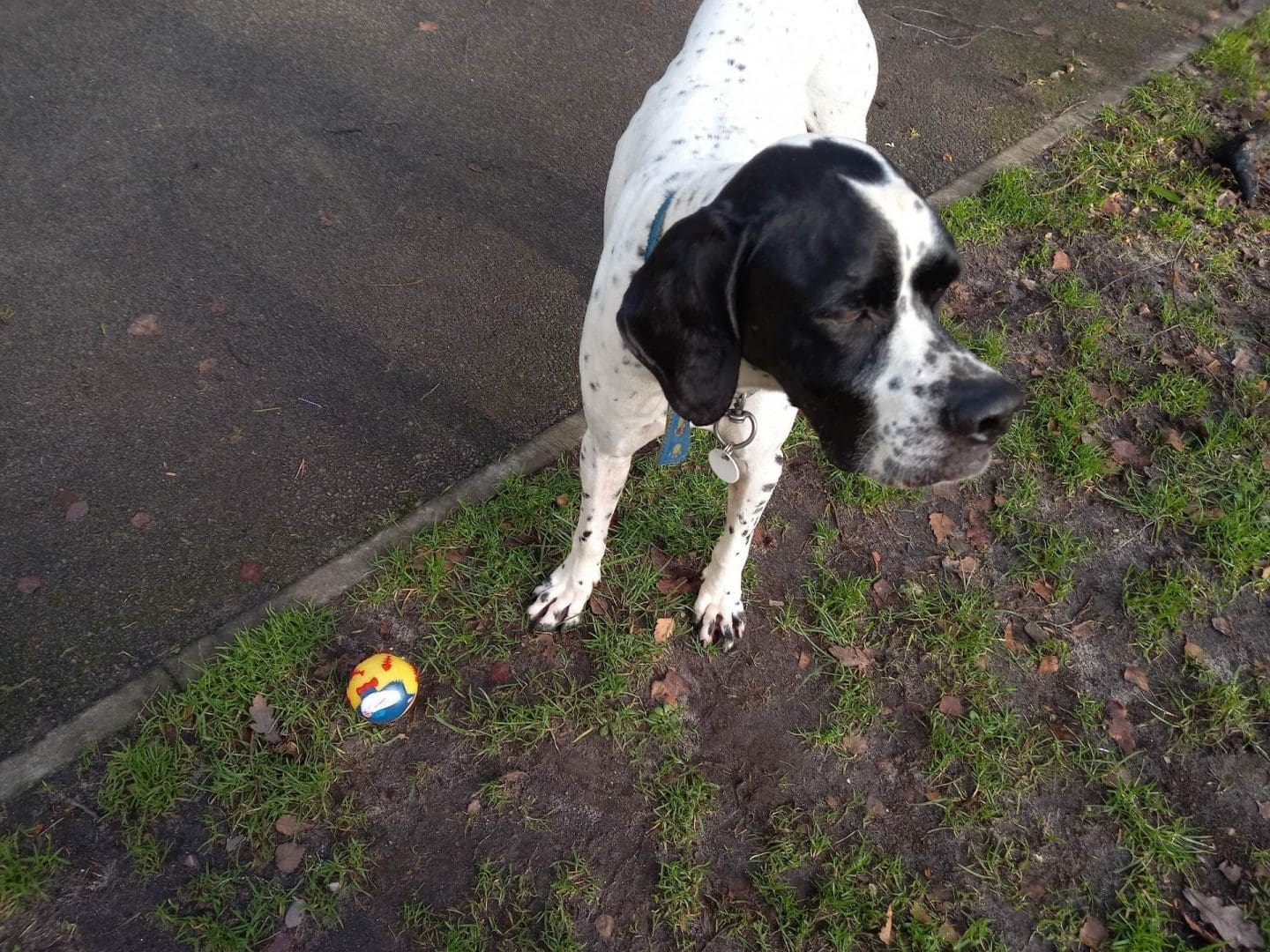 Pongo | Pointer Rescue Service