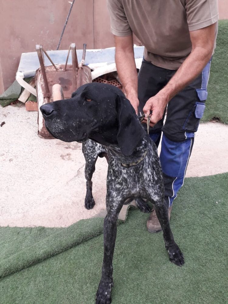 Ruso | Pointer Rescue Service