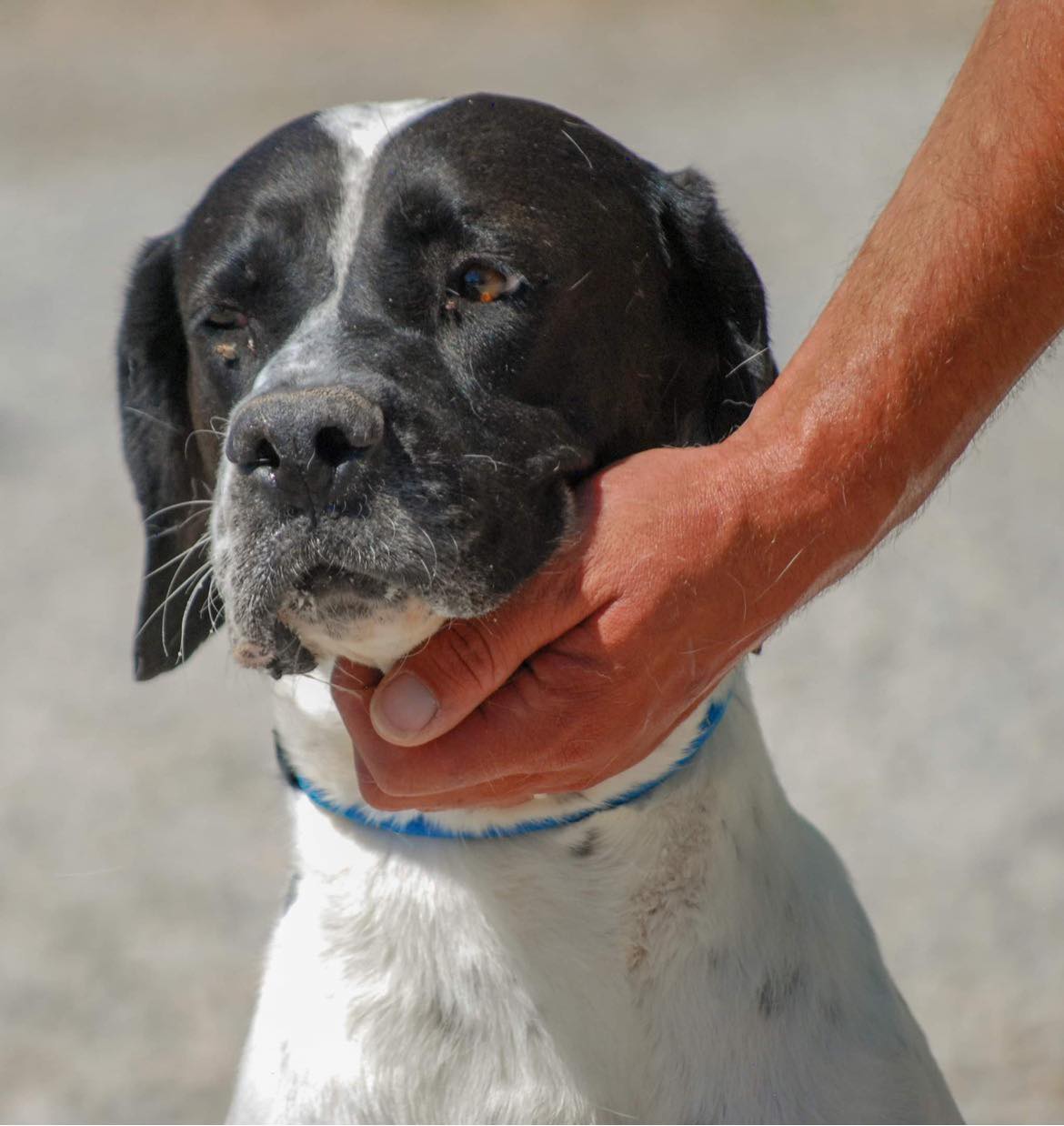 Daisy | Pointer Rescue Service