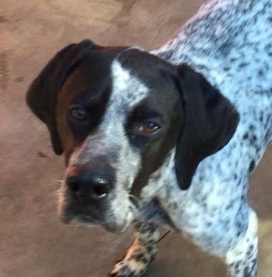 Bertie | Pointer Rescue Service