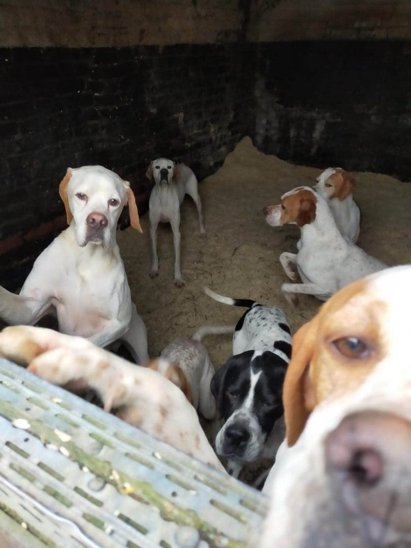 Ex-breeding dogs from UK | Pointer Rescue Service