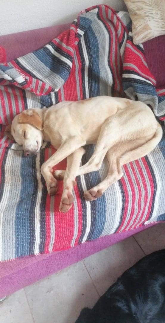 Jack | Pointer Rescue Service