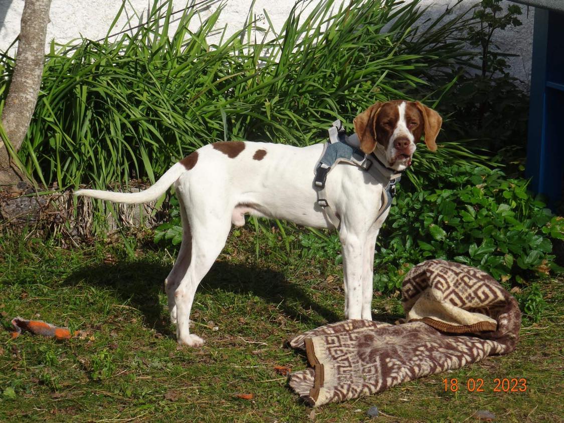 Losanta | Pointer Rescue Service