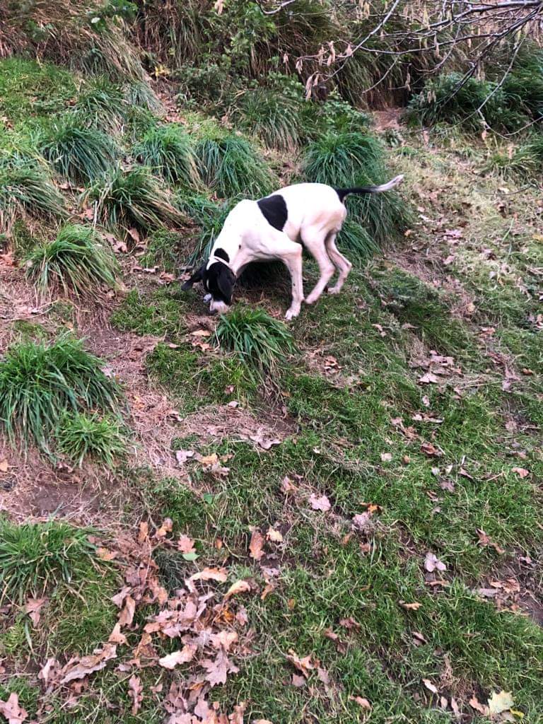 Nei | Pointer Rescue Service