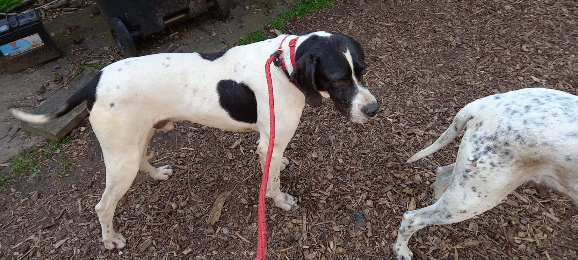 Nei | Pointer Rescue Service