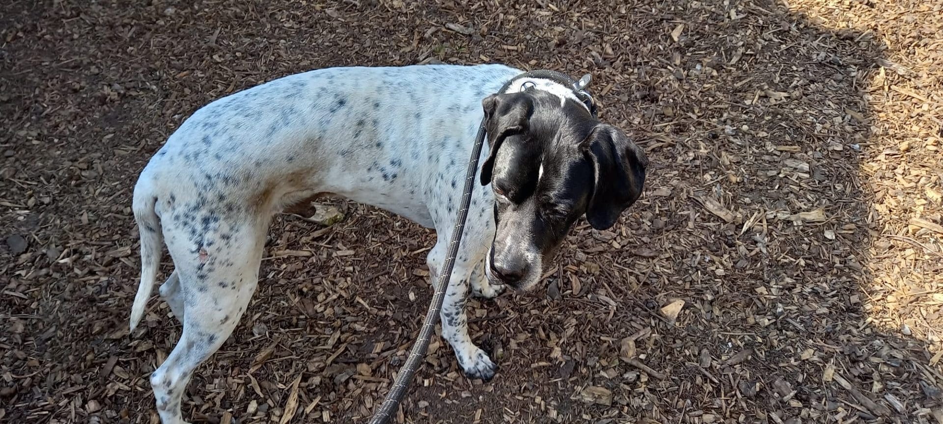 Manchia | Pointer Rescue Service