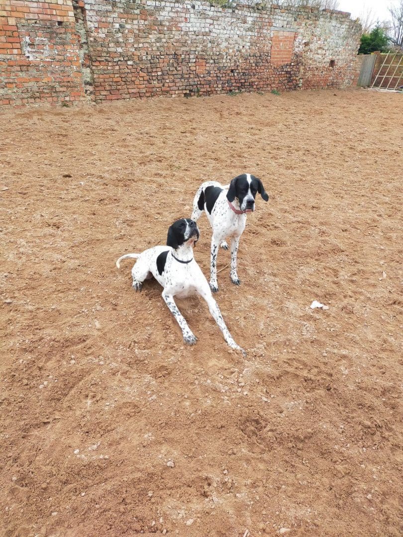 Bella and Mel | Pointer Rescue Service