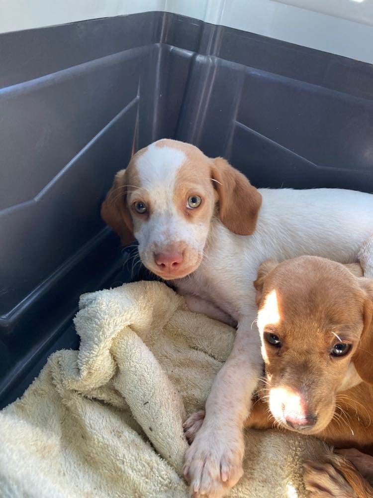 Coco and Rocco | Pointer Rescue Service