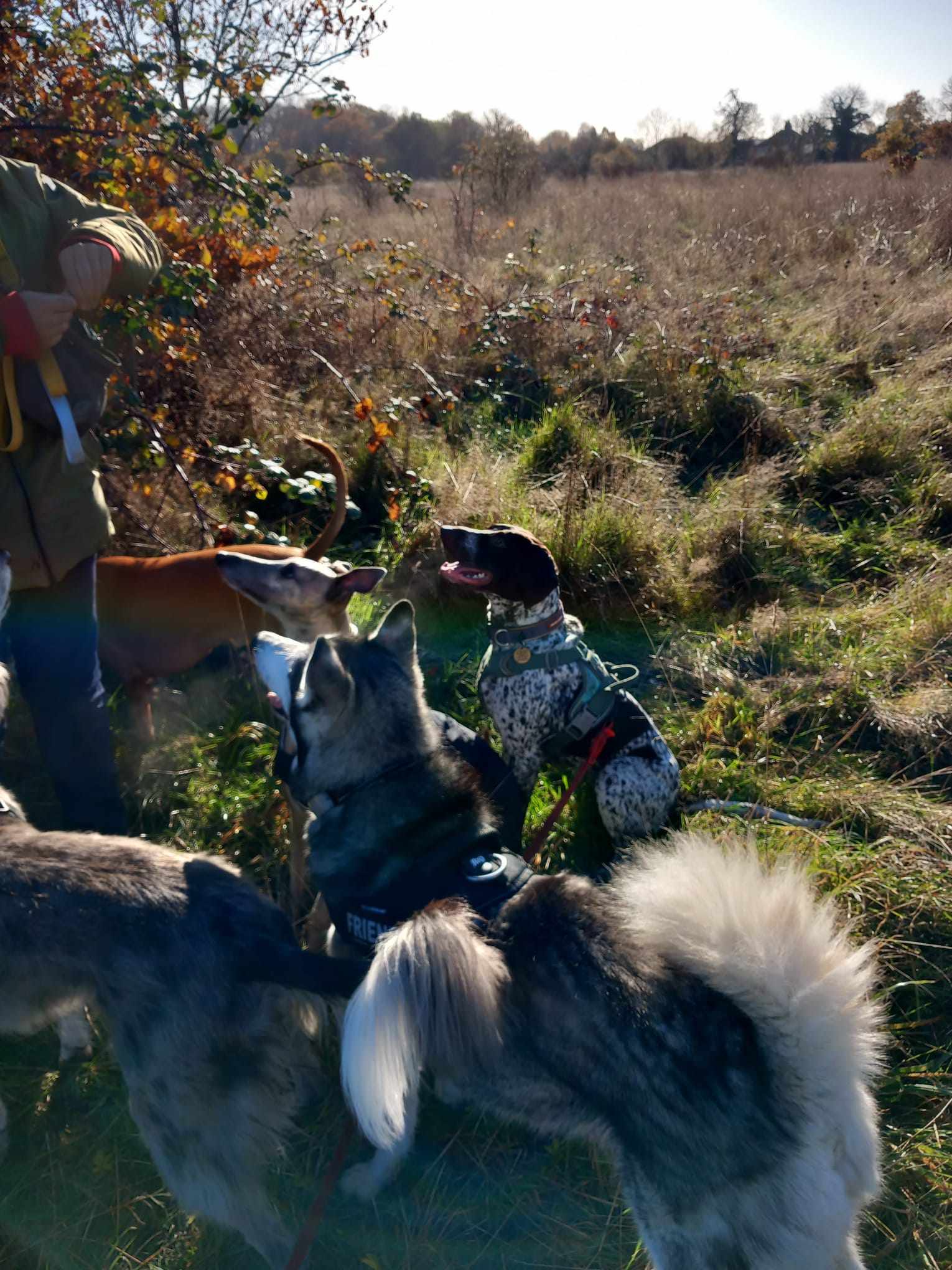 Lola | Pointer Rescue Service