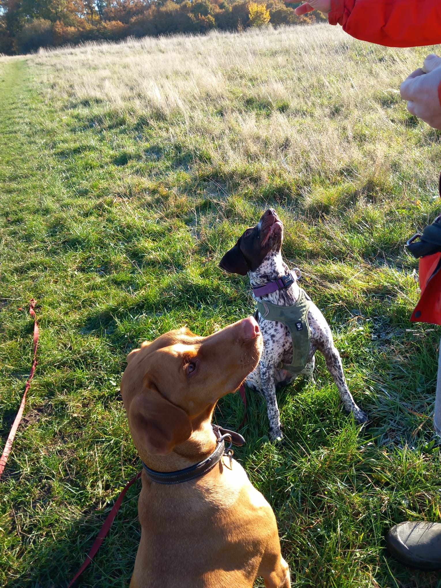 Lola | Pointer Rescue Service