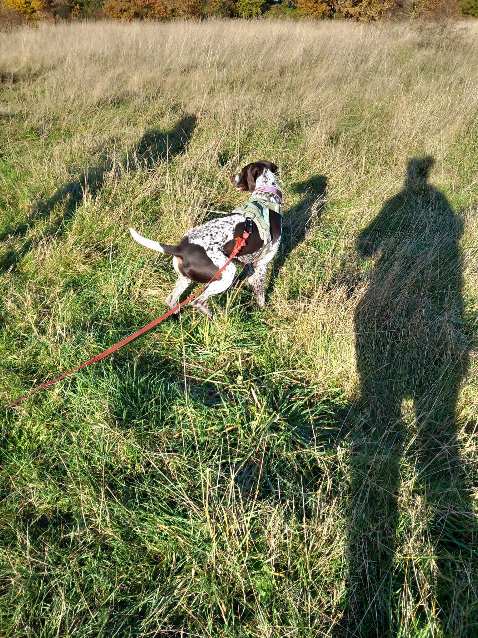 Lola | Pointer Rescue Service