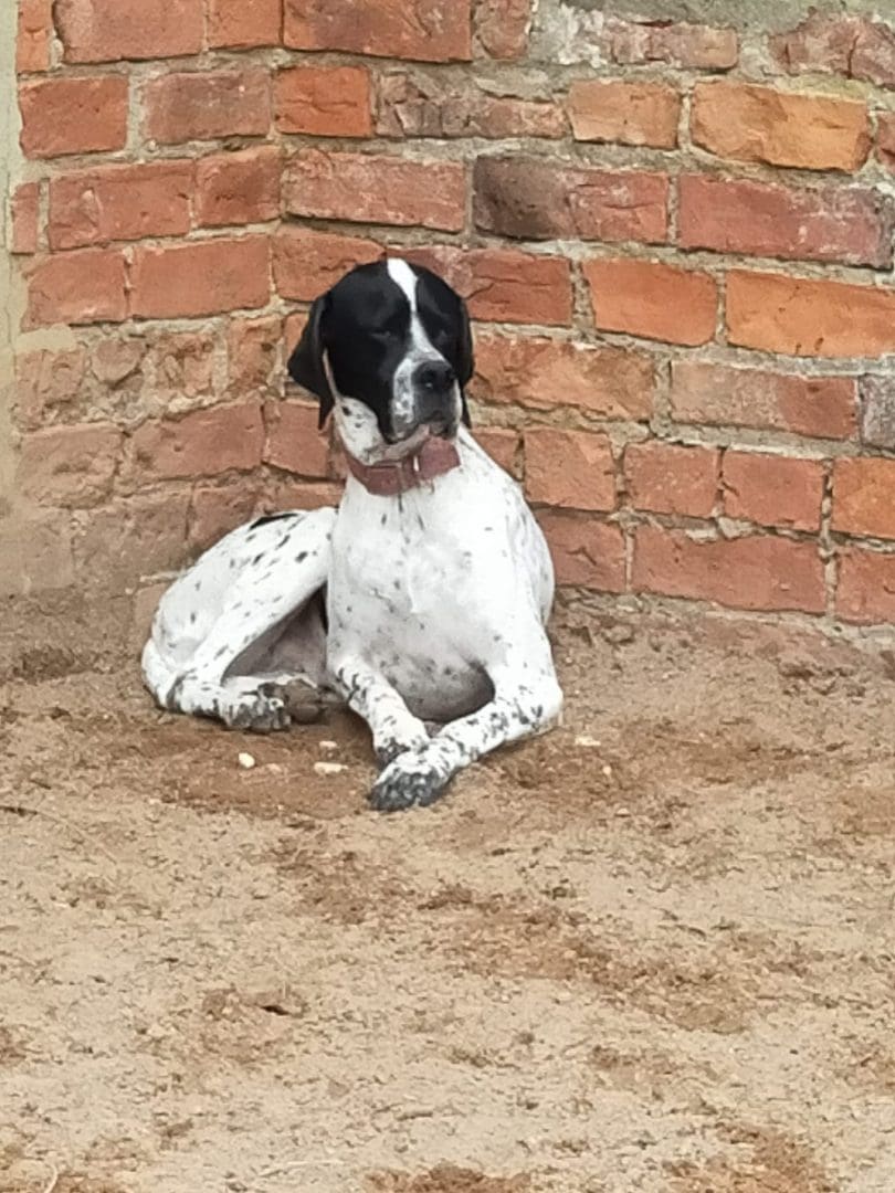 Rosie | Pointer Rescue Service