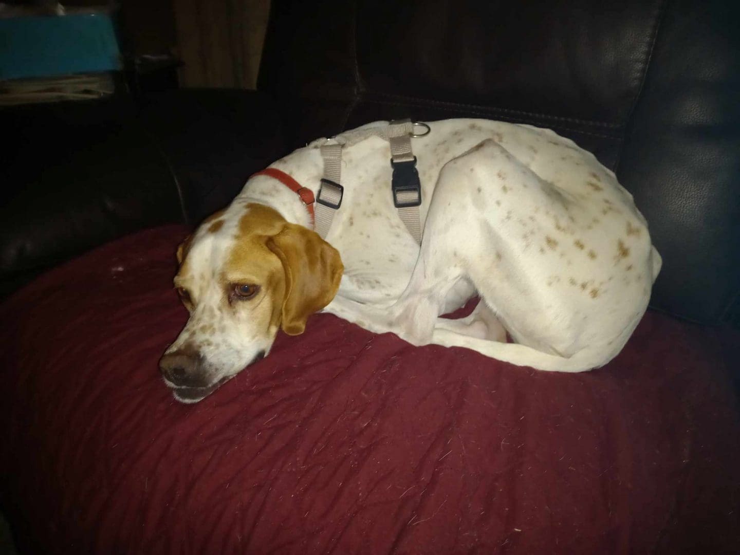 Luna | Pointer Rescue Service