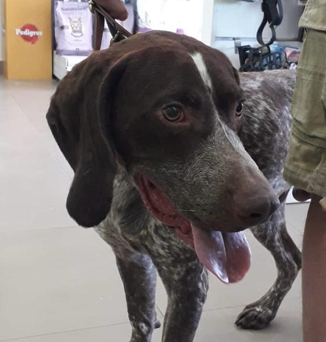 Benji | Pointer Rescue Service