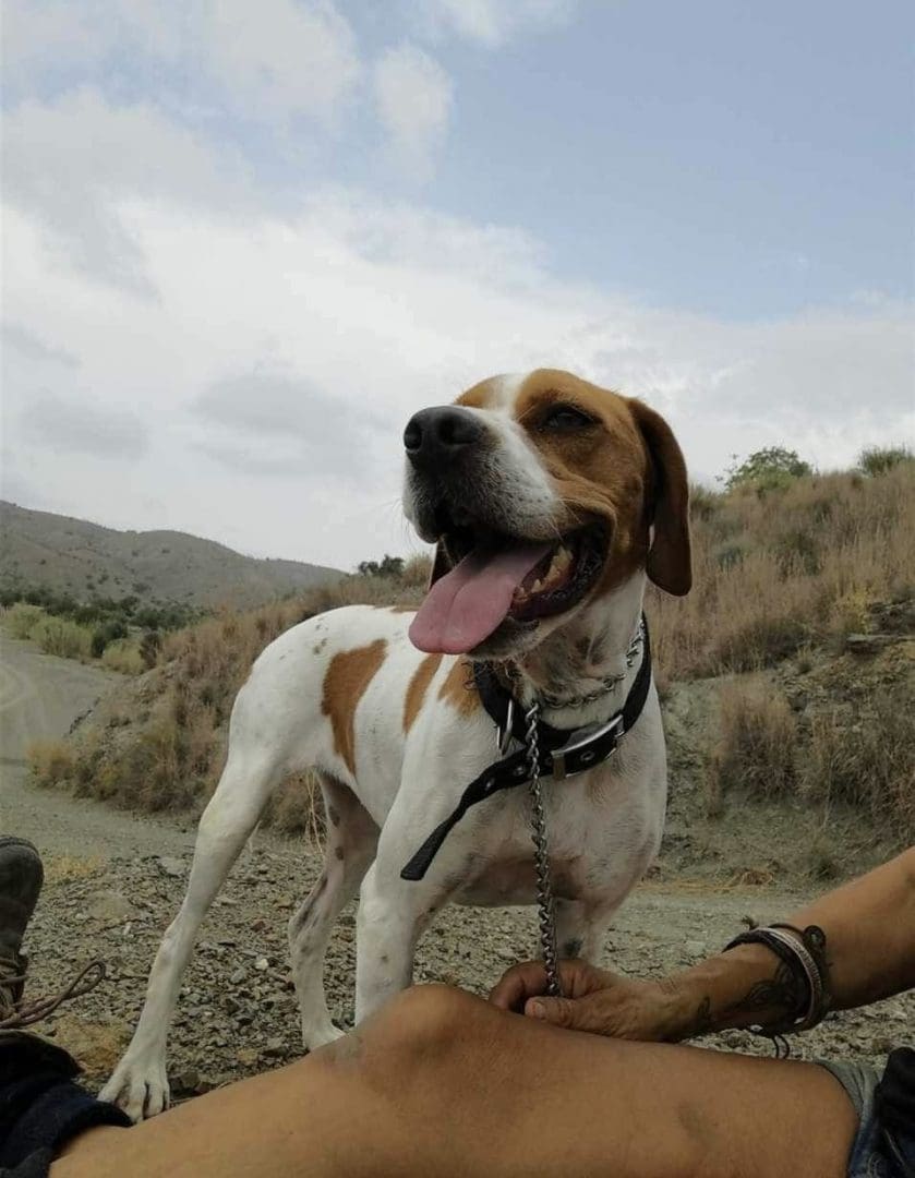Blanca | Pointer Rescue Service