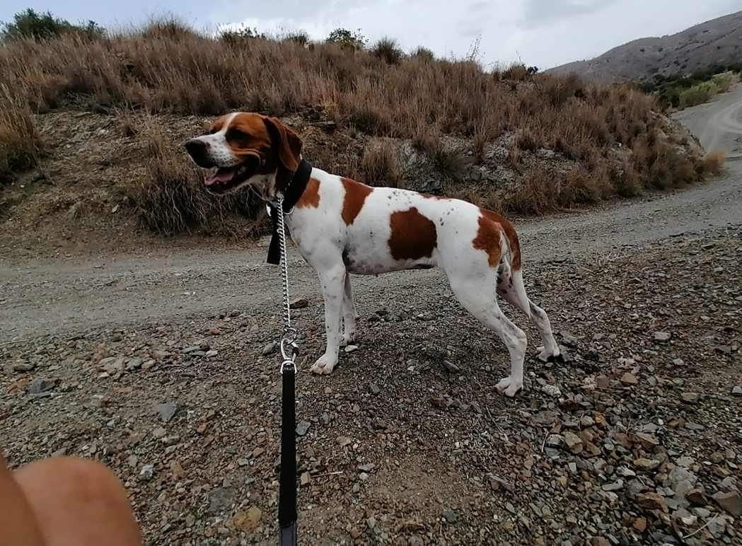 Blanca | Pointer Rescue Service