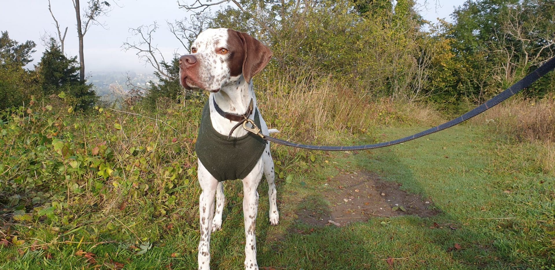 Stanley | Pointer Rescue Service