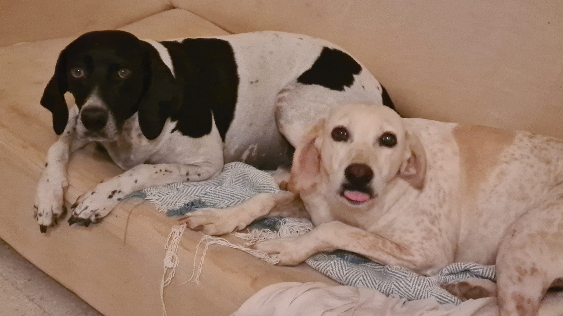 Daisy & Joseph | Pointer Rescue Service