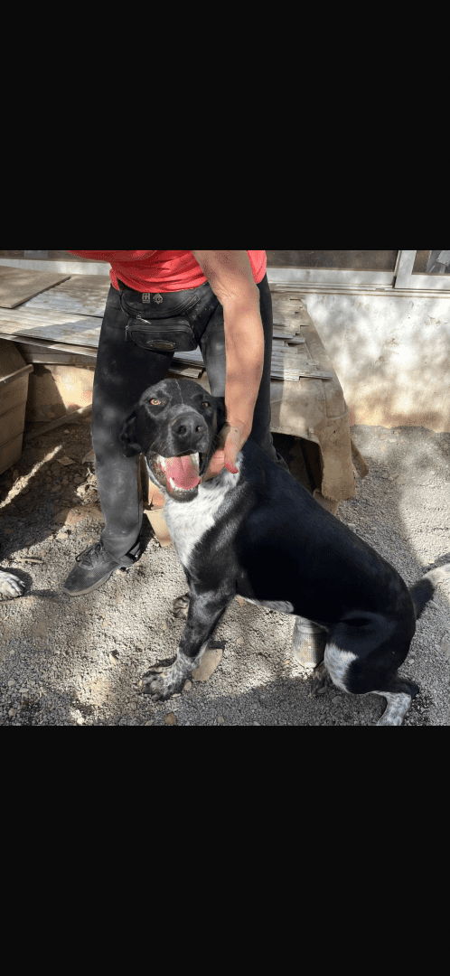 Luna | Pointer Rescue Service