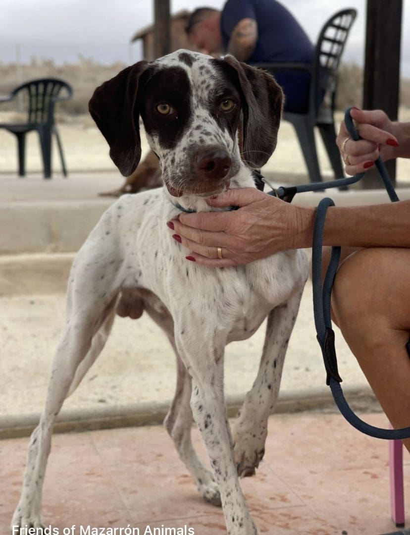 Domino | Pointer Rescue Service
