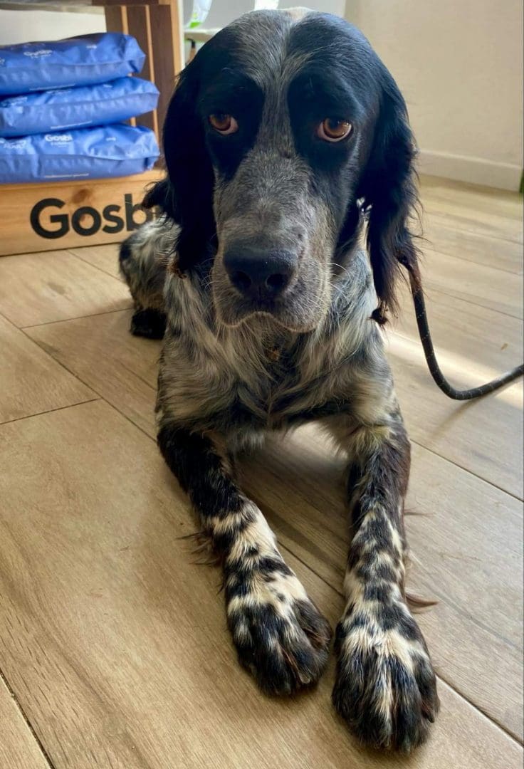 King Benji | Pointer Rescue Service