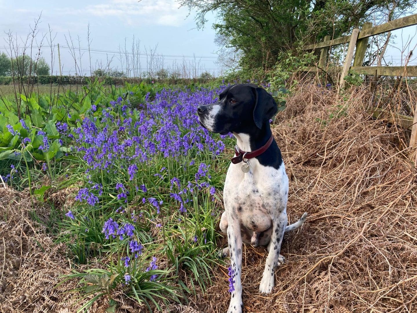 Mungo | Pointer Rescue Service