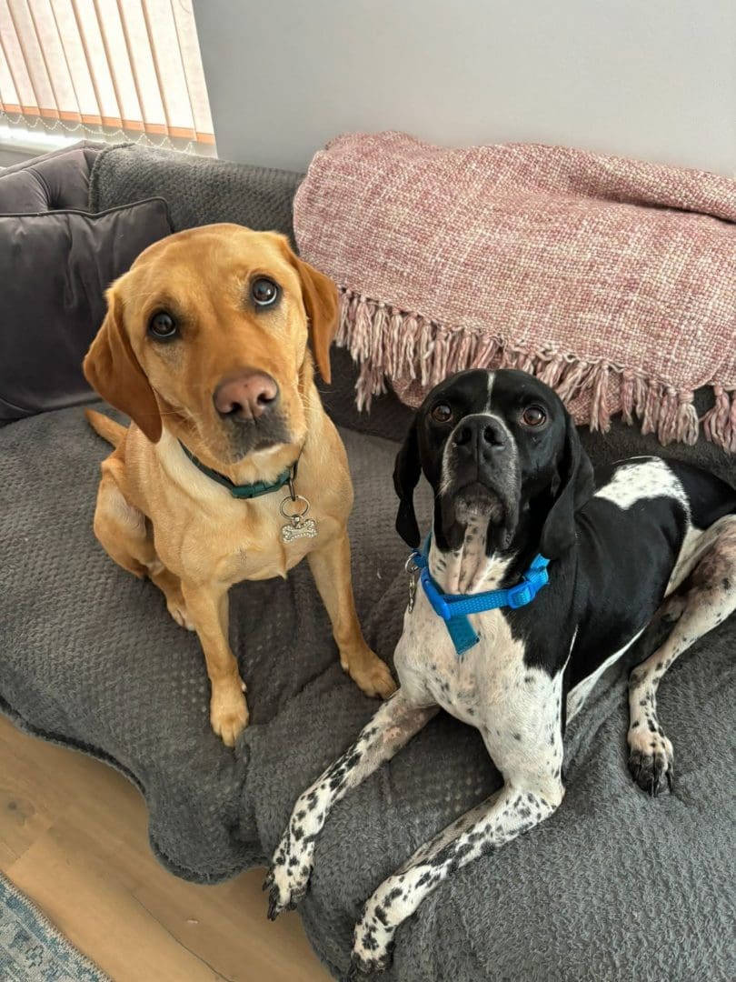 Tongo | Pointer Rescue Service