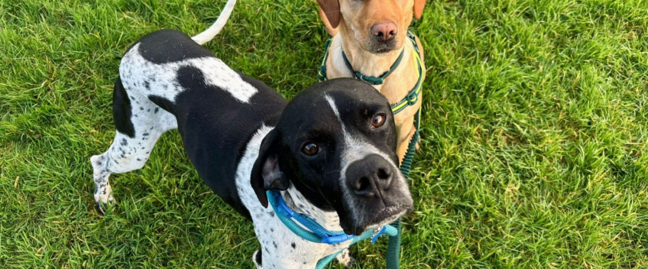 Pointer Dog Rescue, Adoption & Homing Charity | Pointer Rescue UK