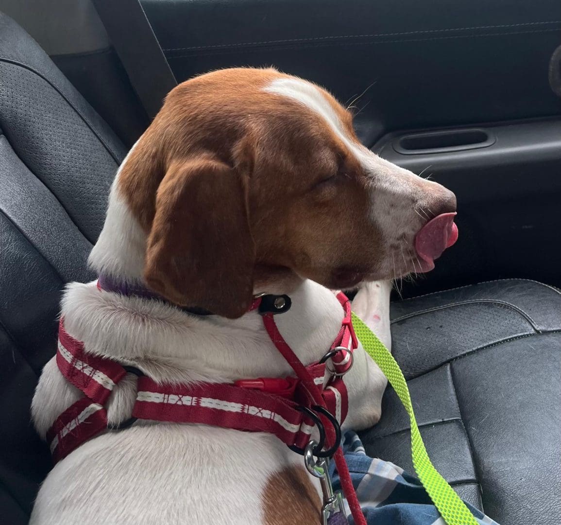 Meet Tim: Cuddle Connoisseur & Tissue-Tugging Treasure! | Pointer ...