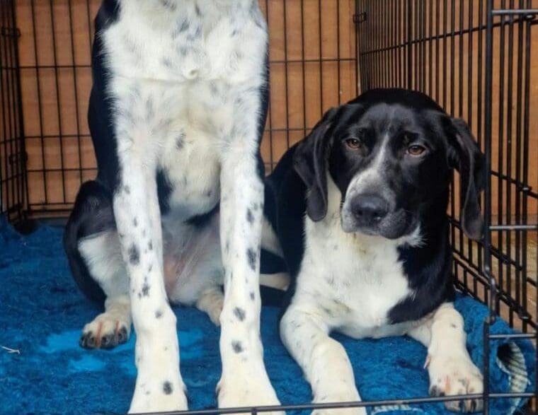 Issa | Pointer Rescue Service