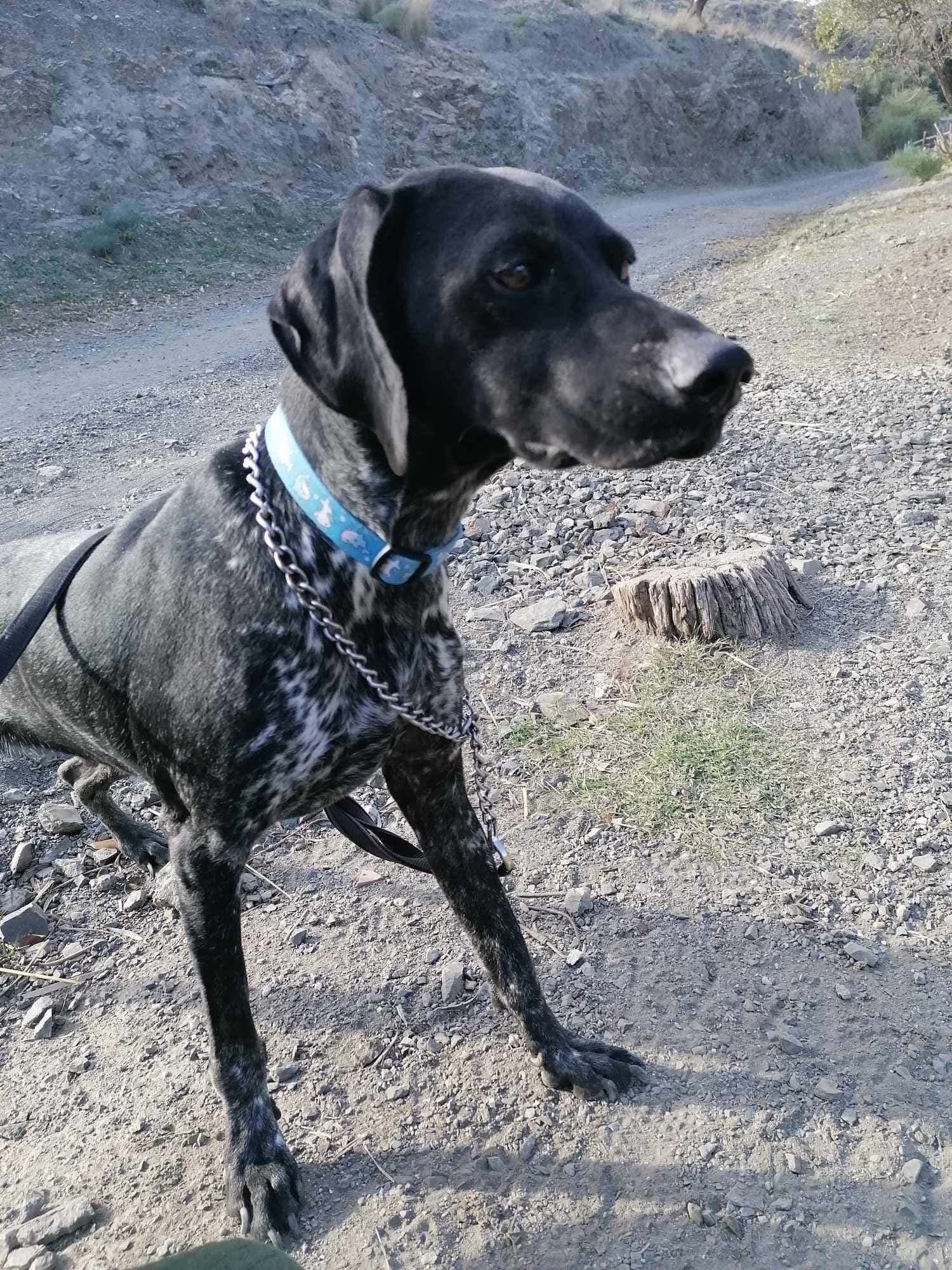 Florence | Pointer Rescue Service