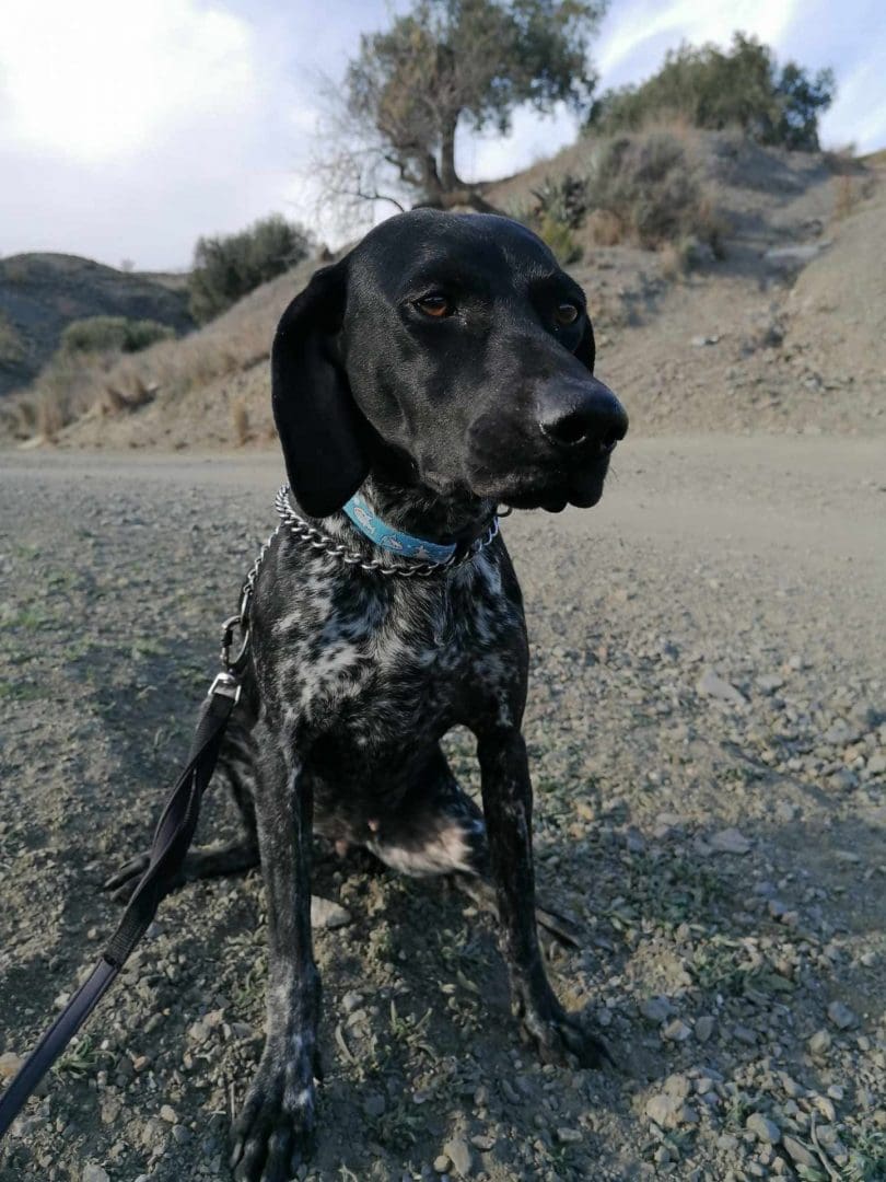 Florence | Pointer Rescue Service