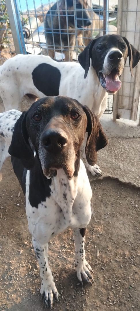 Pino | Pointer Rescue Service