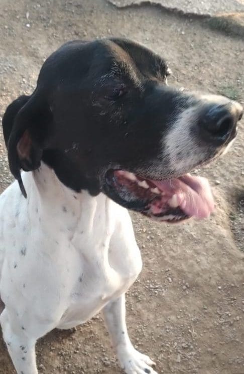 Emilio | Pointer Rescue Service