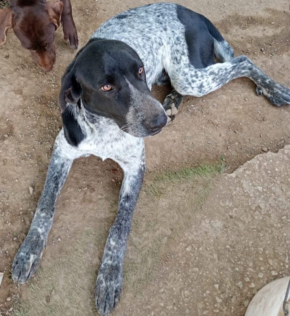 Rocki | Pointer Rescue Service
