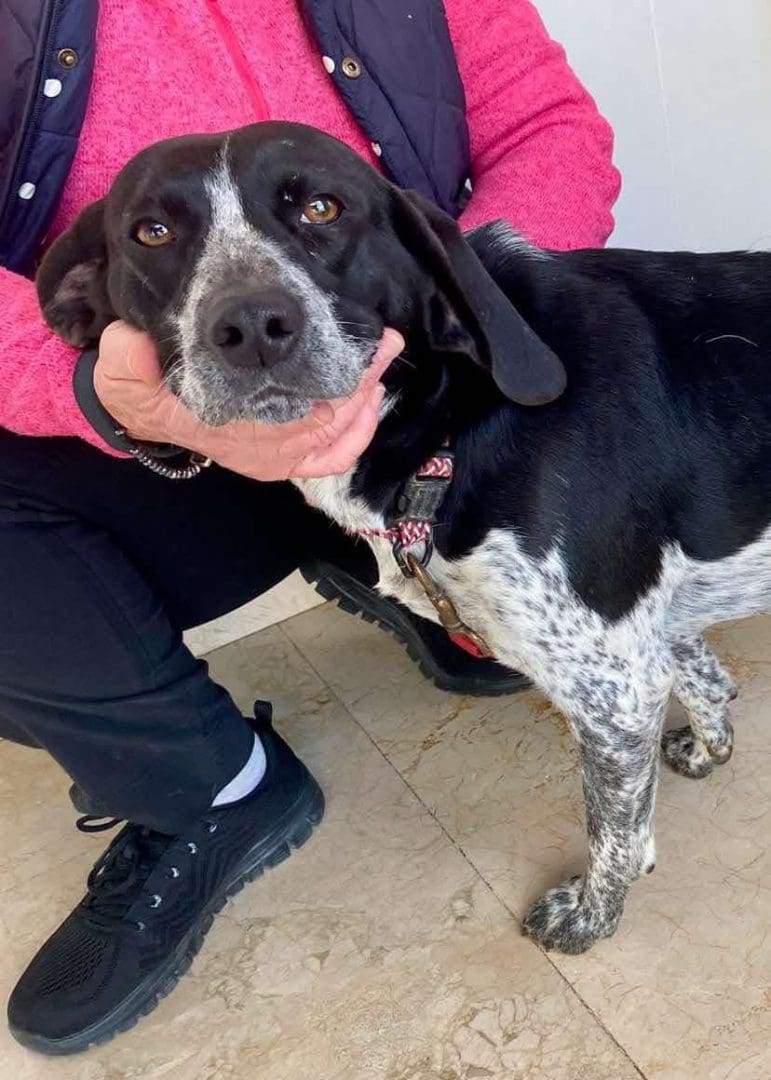 Ivy | Pointer Rescue Service