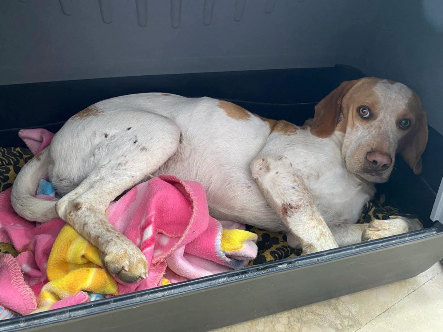 Hero | Pointer Rescue Service