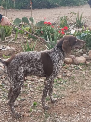 Pointer Rescue Service - Dog Adoption Charity UK