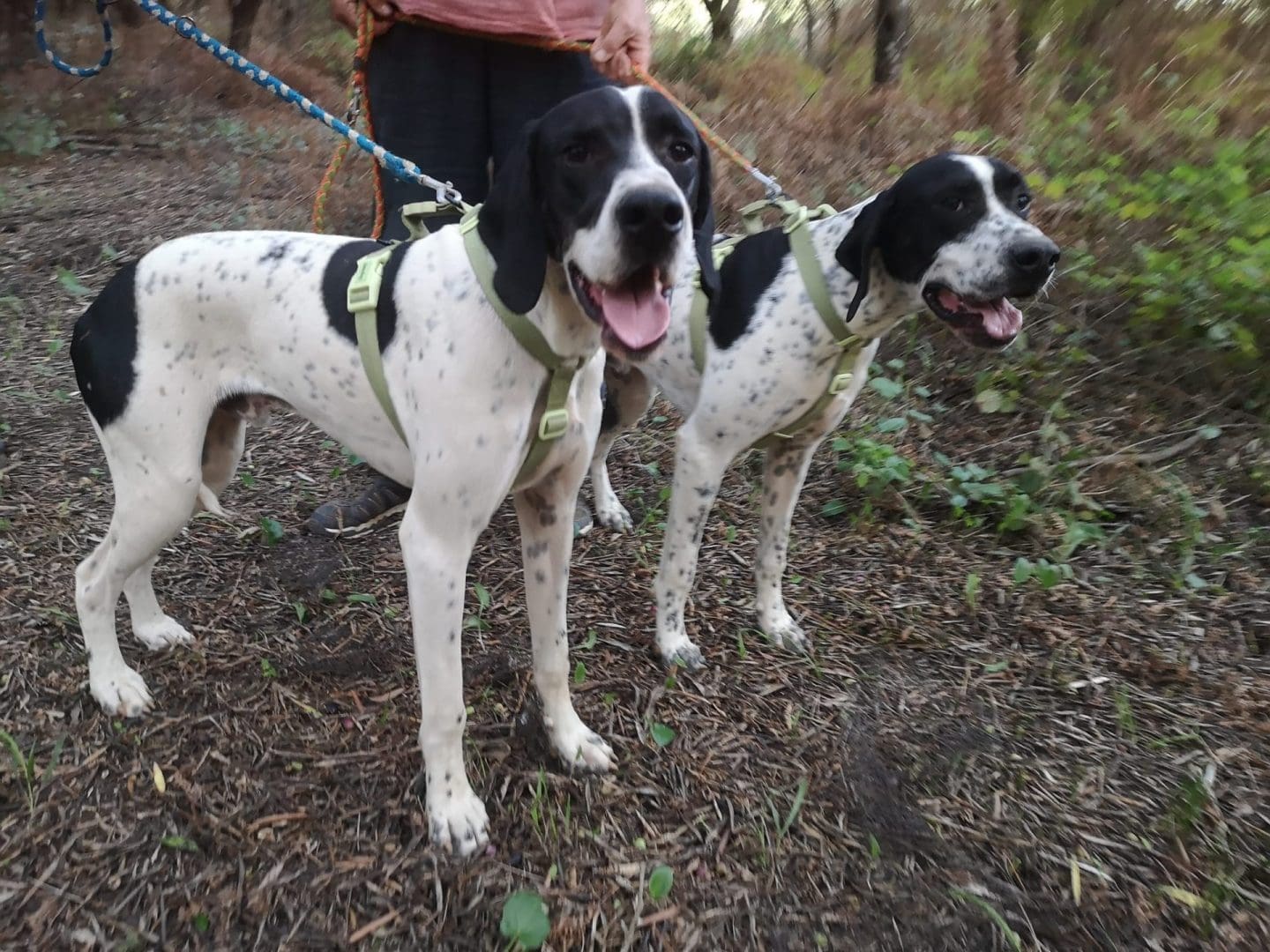 Pedro & Patch | Pointer Rescue Service