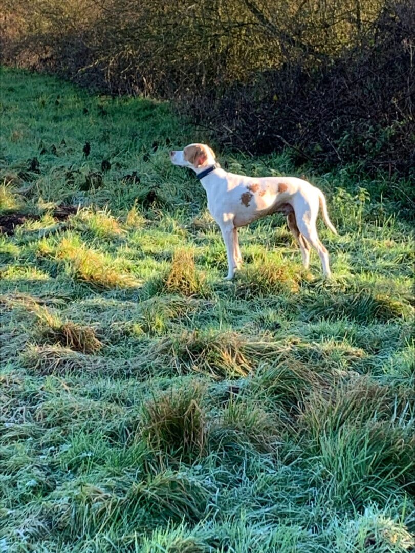 Jager | Pointer Rescue Service